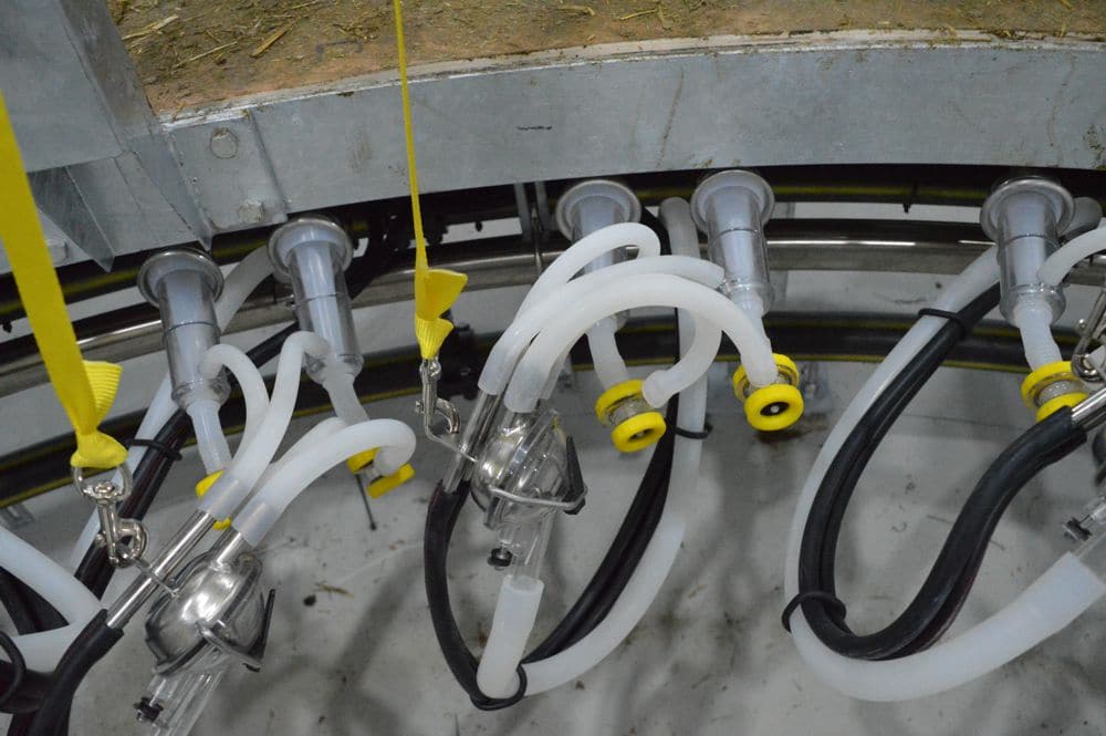 Goat Rotary Milking Parlour -Revolutionizing Milking- Agromasters
